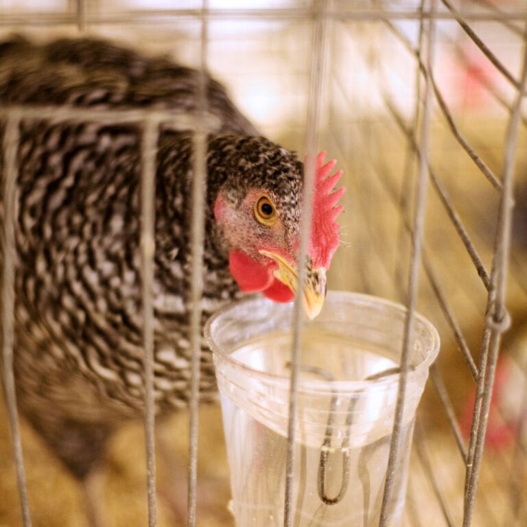 Poultry products – Jodoco