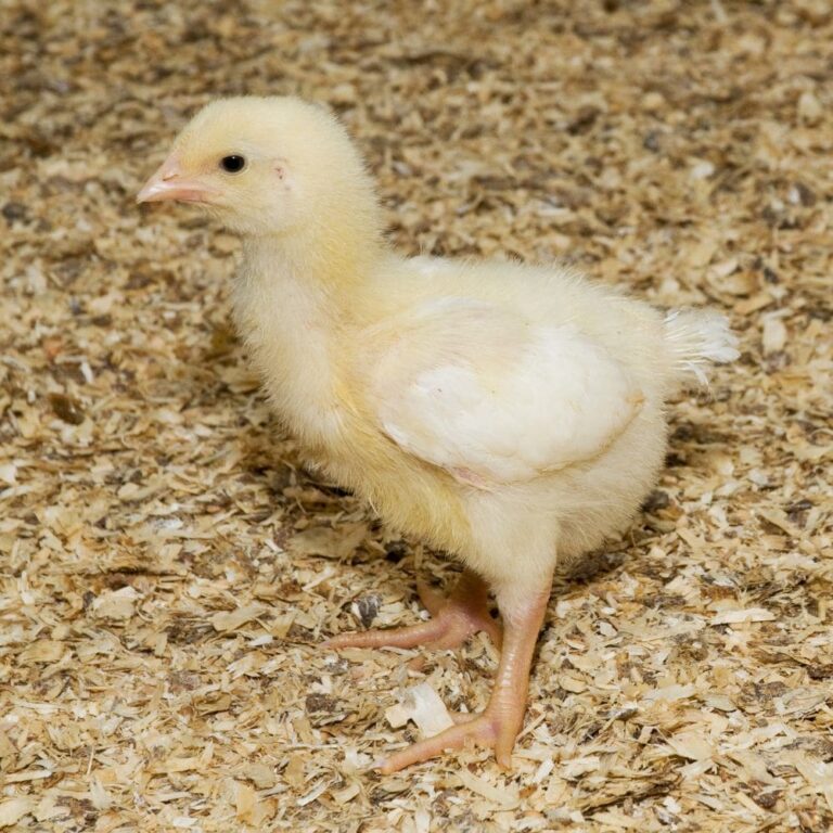 Betaine Diervoeders voor Pluimvee - Jodoco