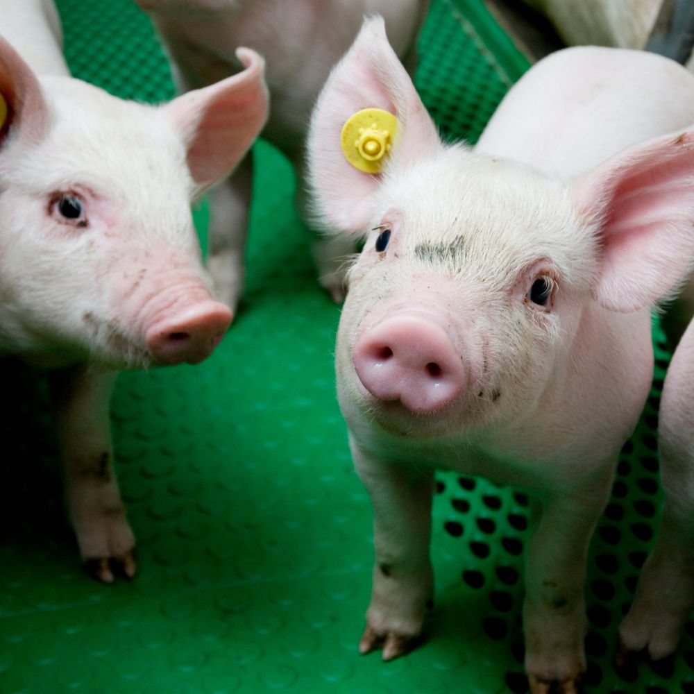 Betacid® GM - Jodoco